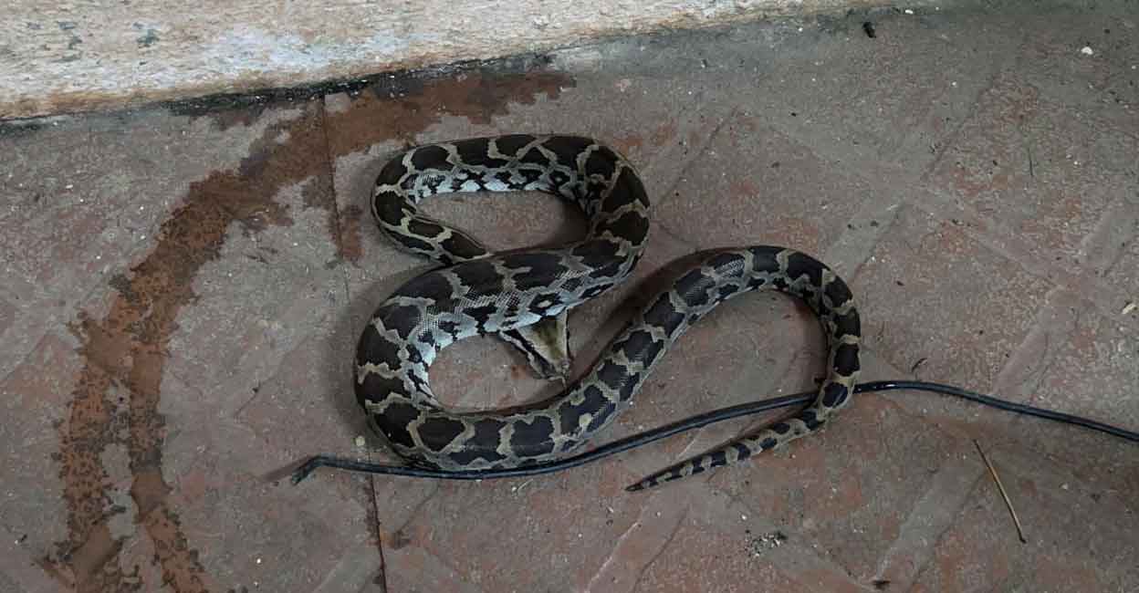 18 baby pythons rescued from house in Thrissur