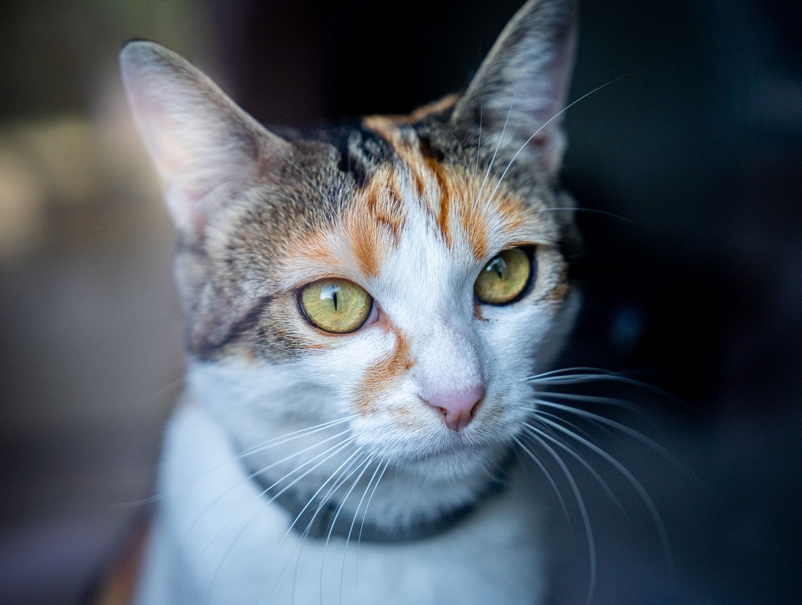 The secret reason a stray cat visited our yard
