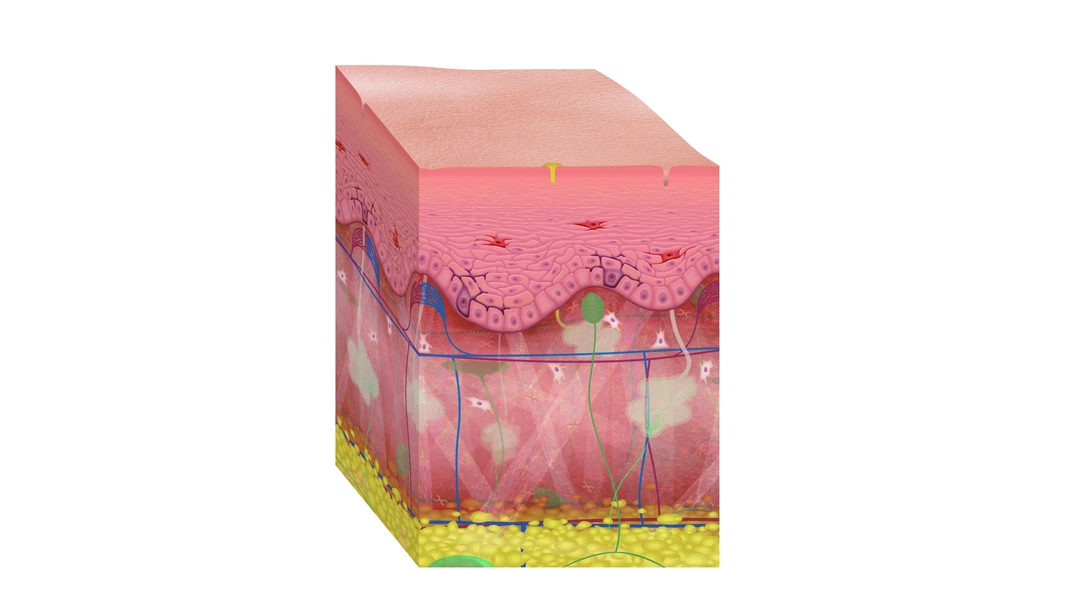 Collagen supplements: Science, benefits, and risks