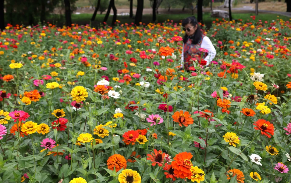 Zinnia secrets for a garden full of joy