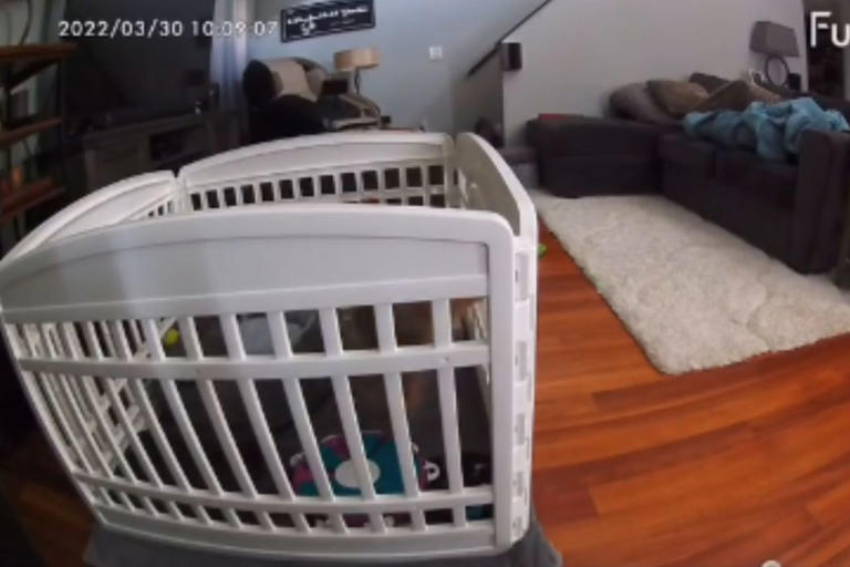 Dog owner checks pet cam on puppy's first time home alone—and regrets it