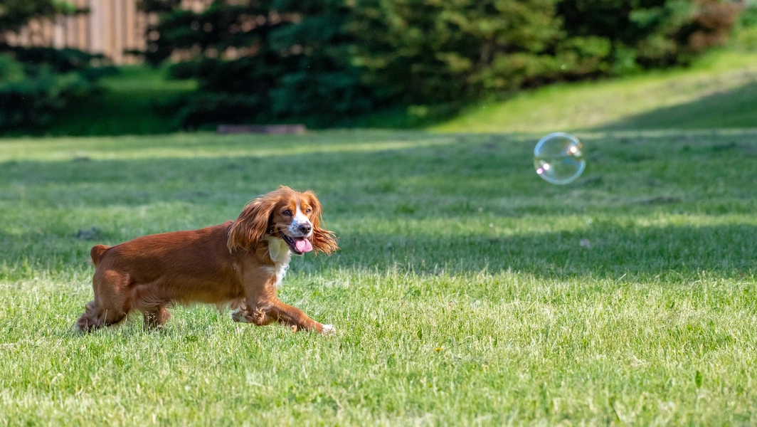 12 wholesome and hilarious dog moments
