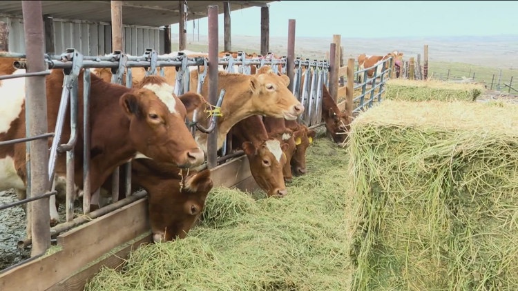 Idaho tightens animal entry requirements as screwworm cases emerge in ...