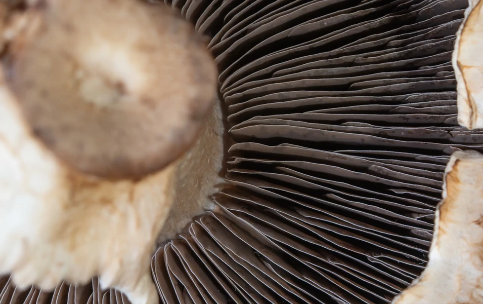 Mushroom magic for flavor lovers