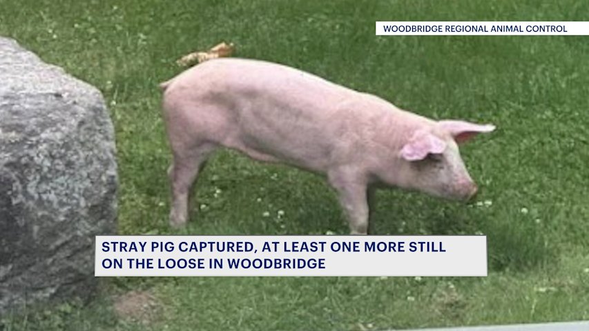 'A little weird.' Two stray pigs spotted in Woodbridge; one captured ...