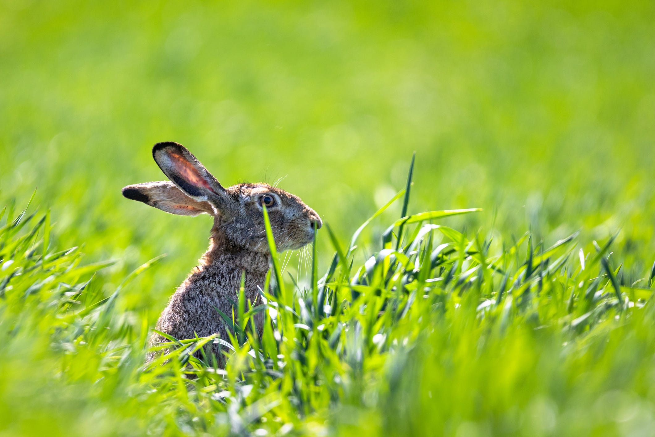 Rare disease linked to rabbits has Colorado health officials on alert
