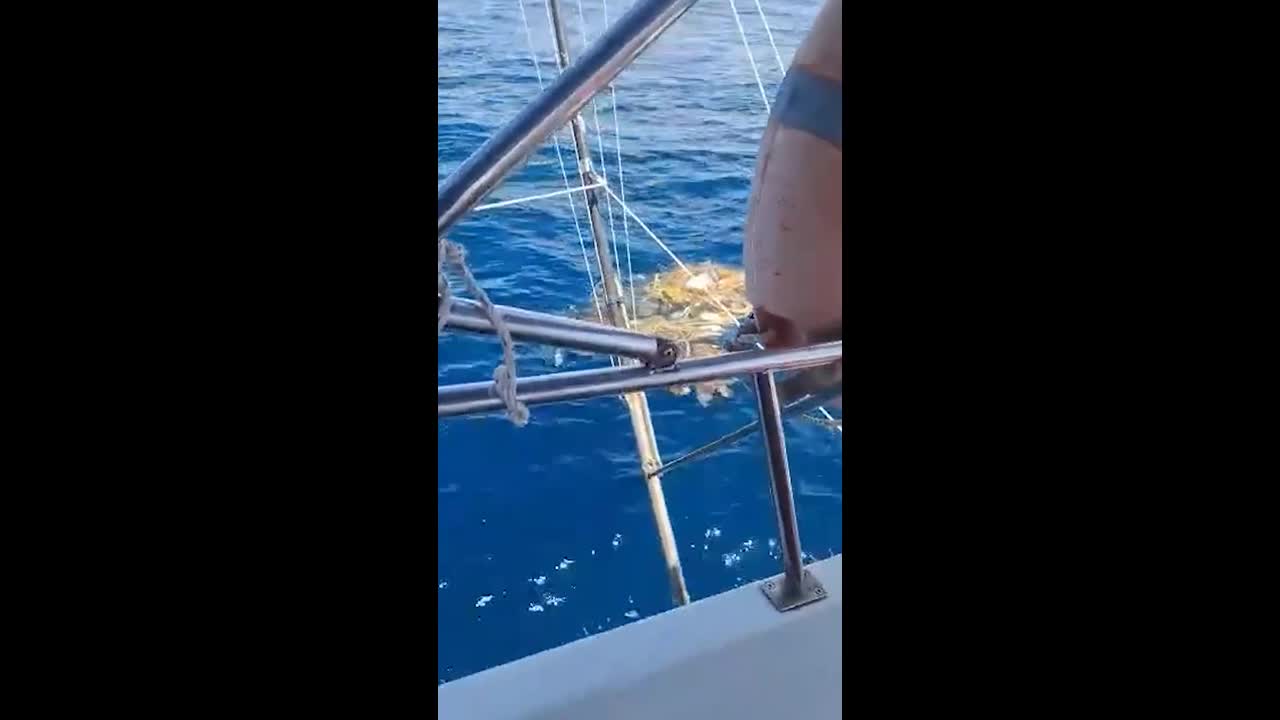 Boat crew rescues two sea turtles tangled in fishing net