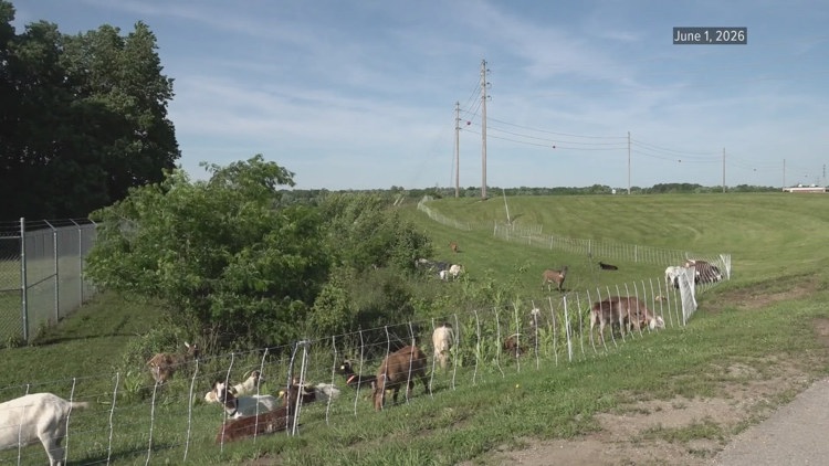 City employees union files grievance over goats clearing brush at ...