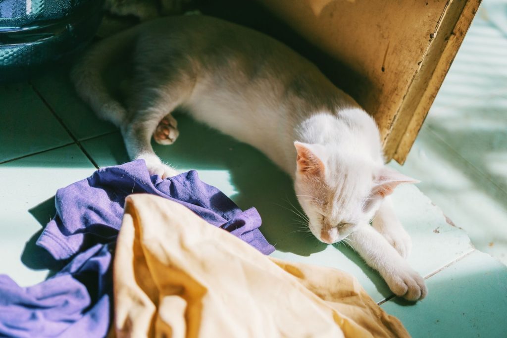 Silent signs your aging cat is saying goodbye
