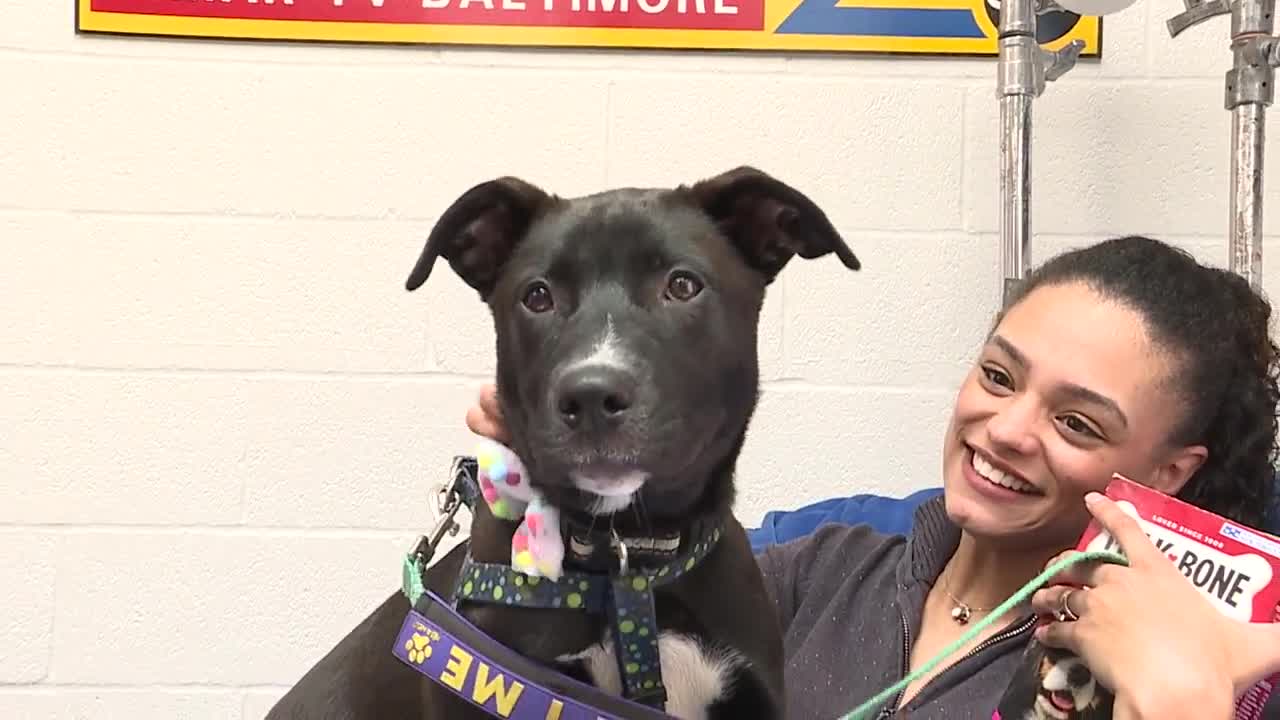 Pets on set: Hilda