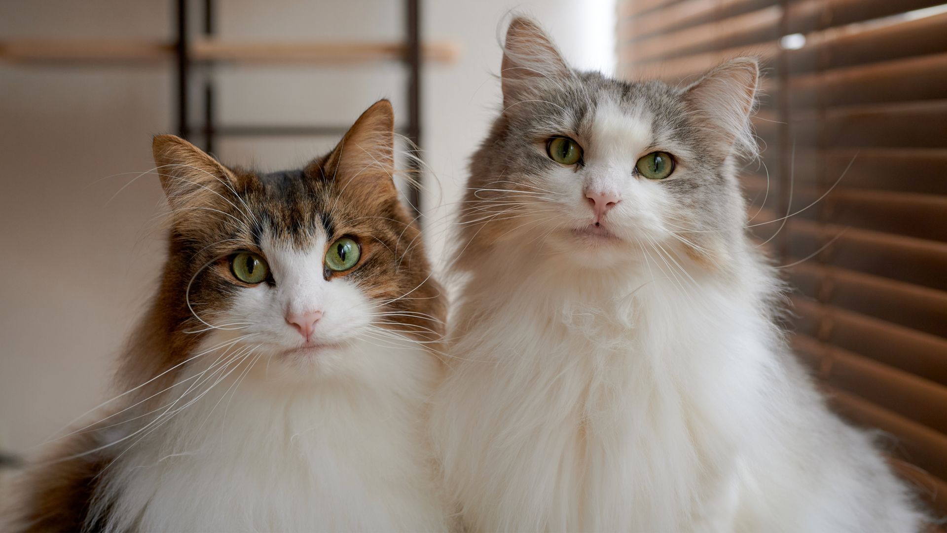 Reasons to love Norwegian forest cats