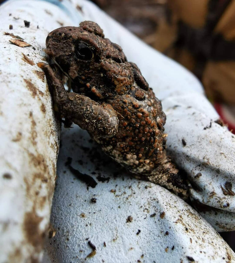 5 million amphibians and reptiles moved for BC development, with no ...