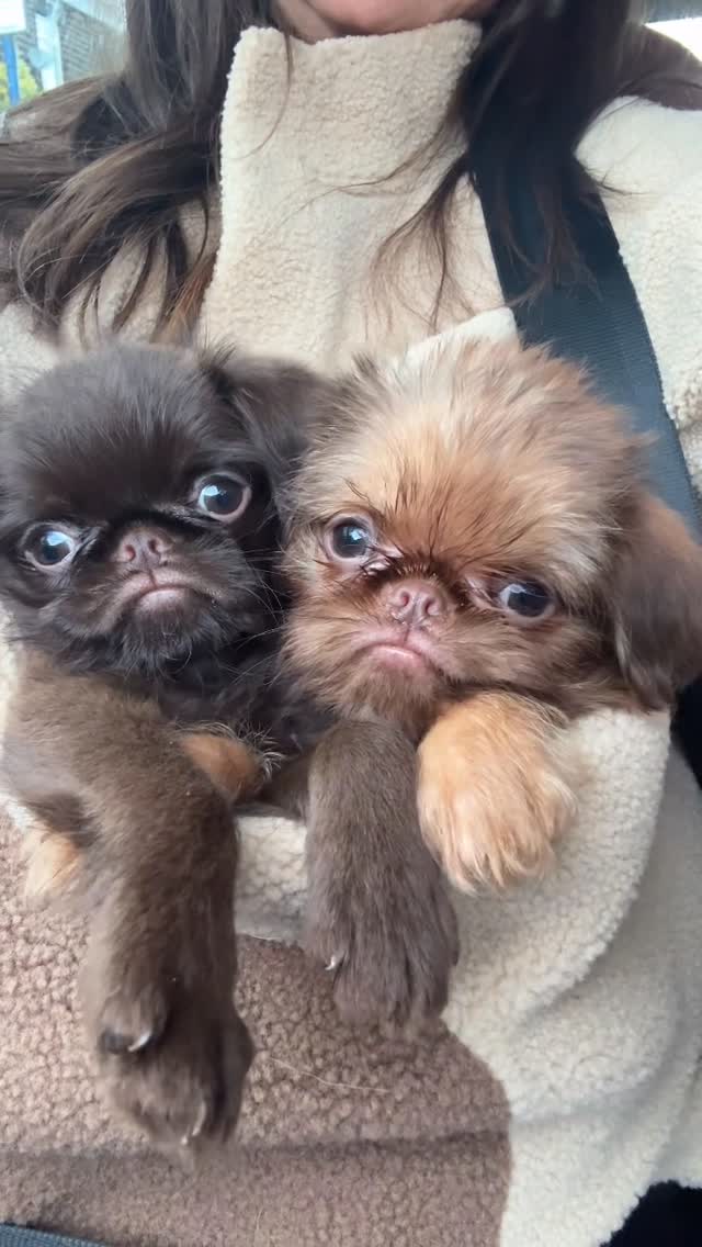 Puppies’ first vaccination appointment