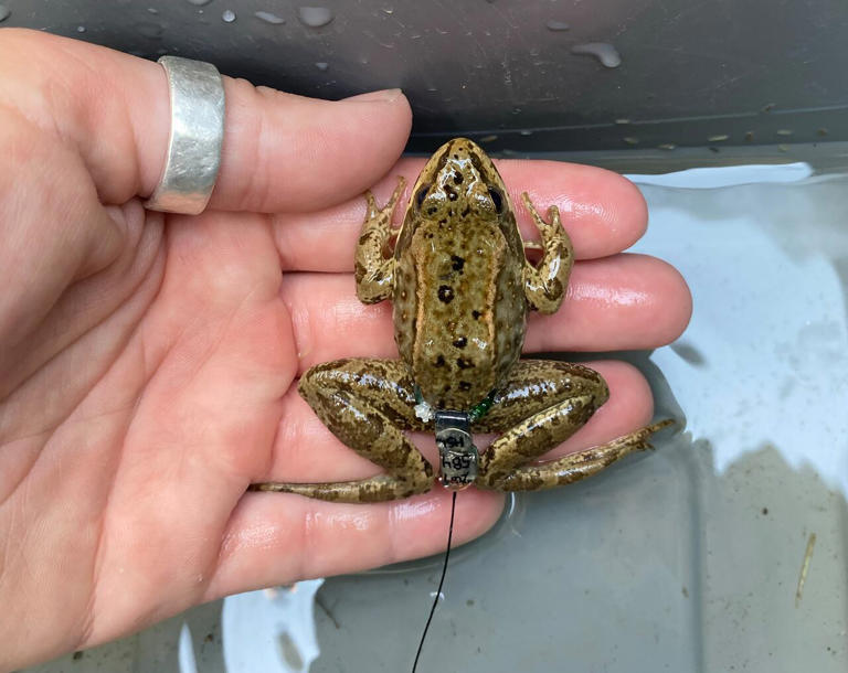 5 million amphibians and reptiles moved for BC development, with no ...