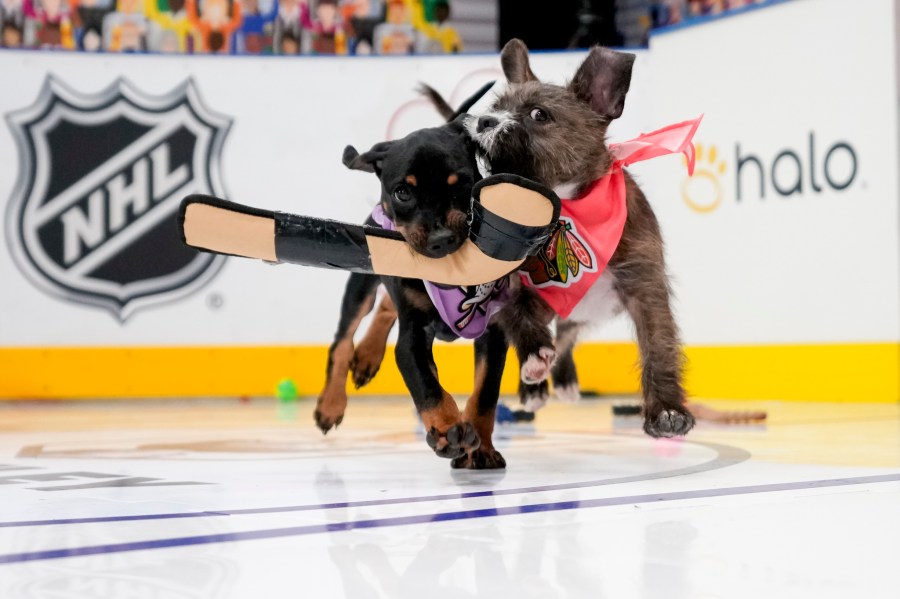Lancaster shelter dogs play in NHL Stanley Pup