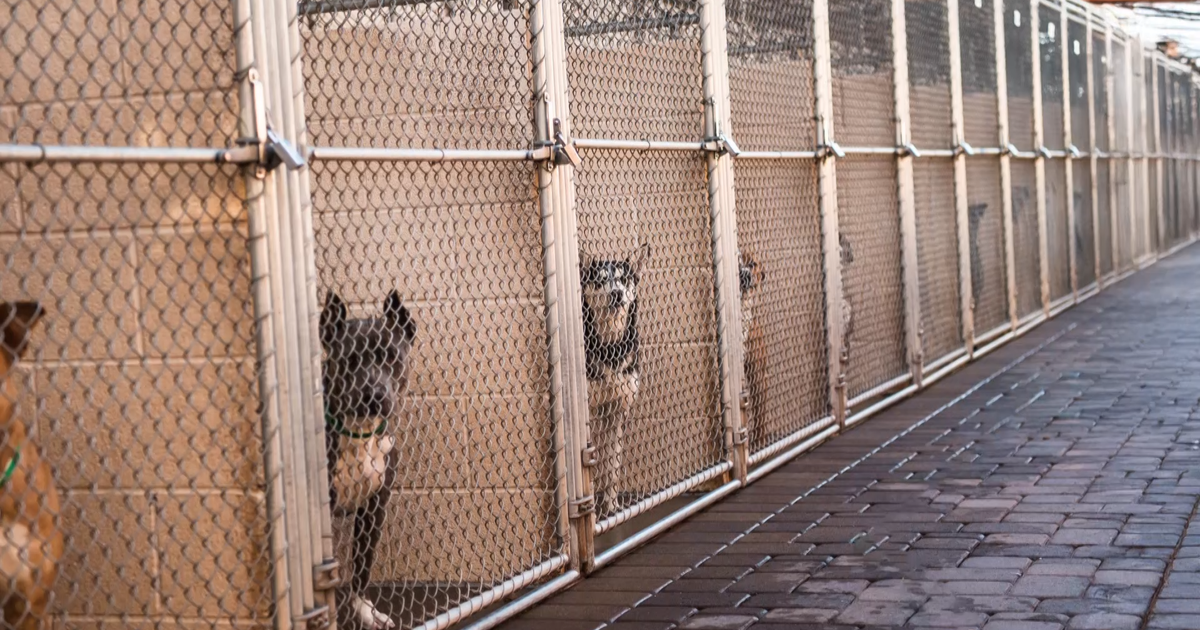 Petition demands accountability at Harnett County Animal Shelter