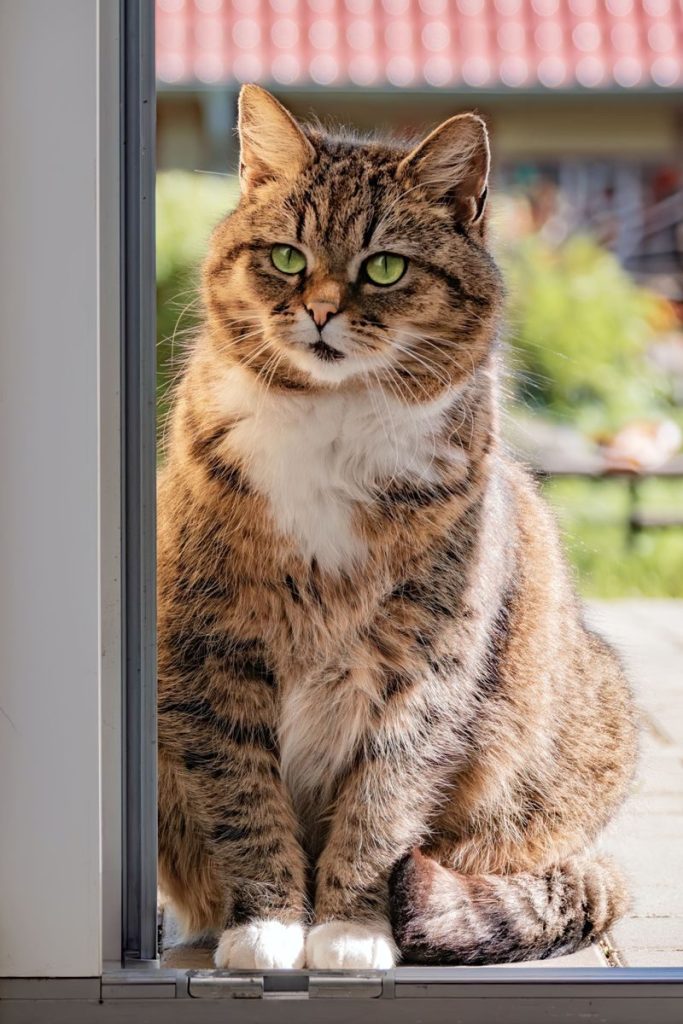 How a missing cat came home after ten long years