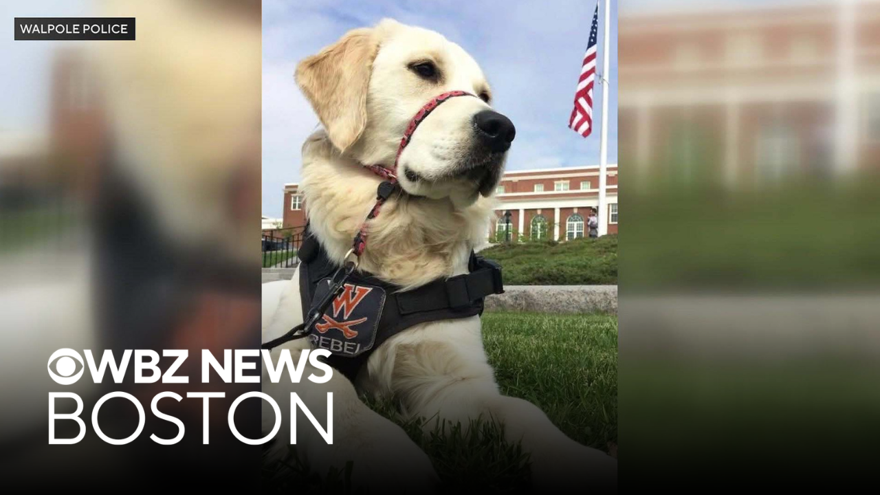 Walpole community resource dog dies after being struck by cruiser