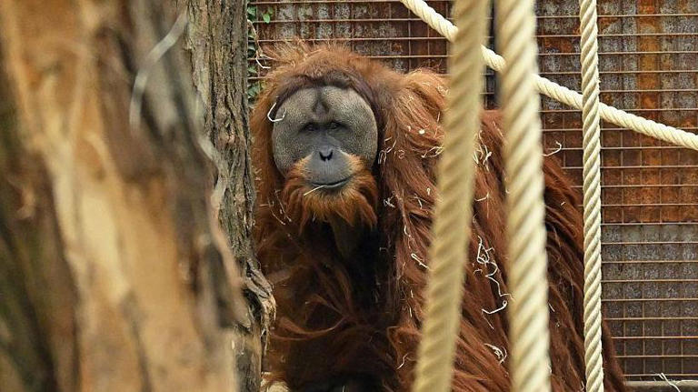 Four days of rain slashed population of world's rarest orangutans ...