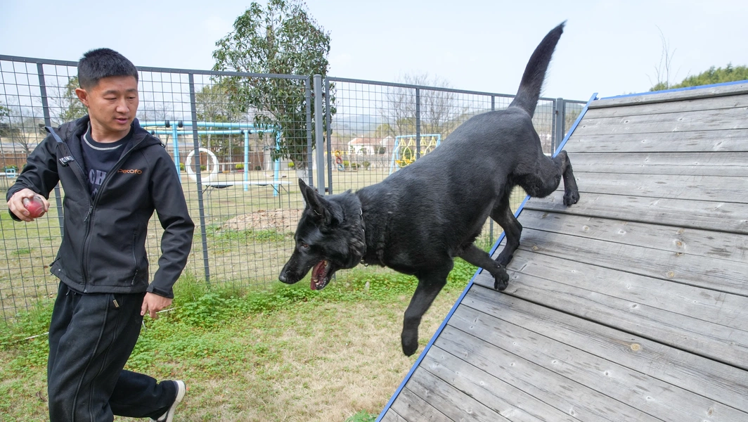 Rescue German shepherd thrives after months of training