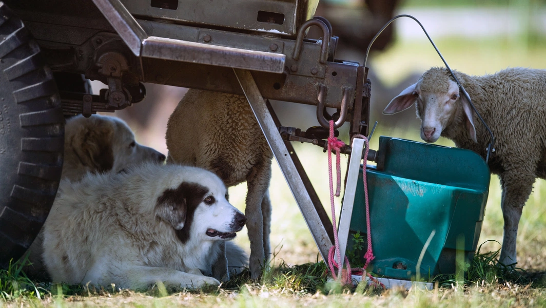 Finding the perfect guard dog match for you