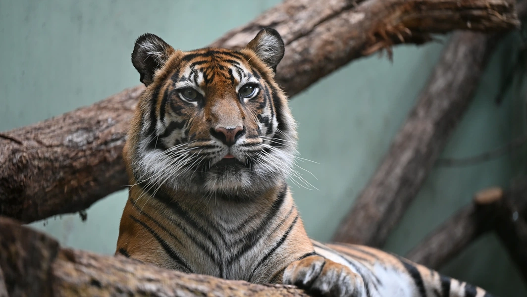 5 exotic animals from Neverland Ranch and their new homes