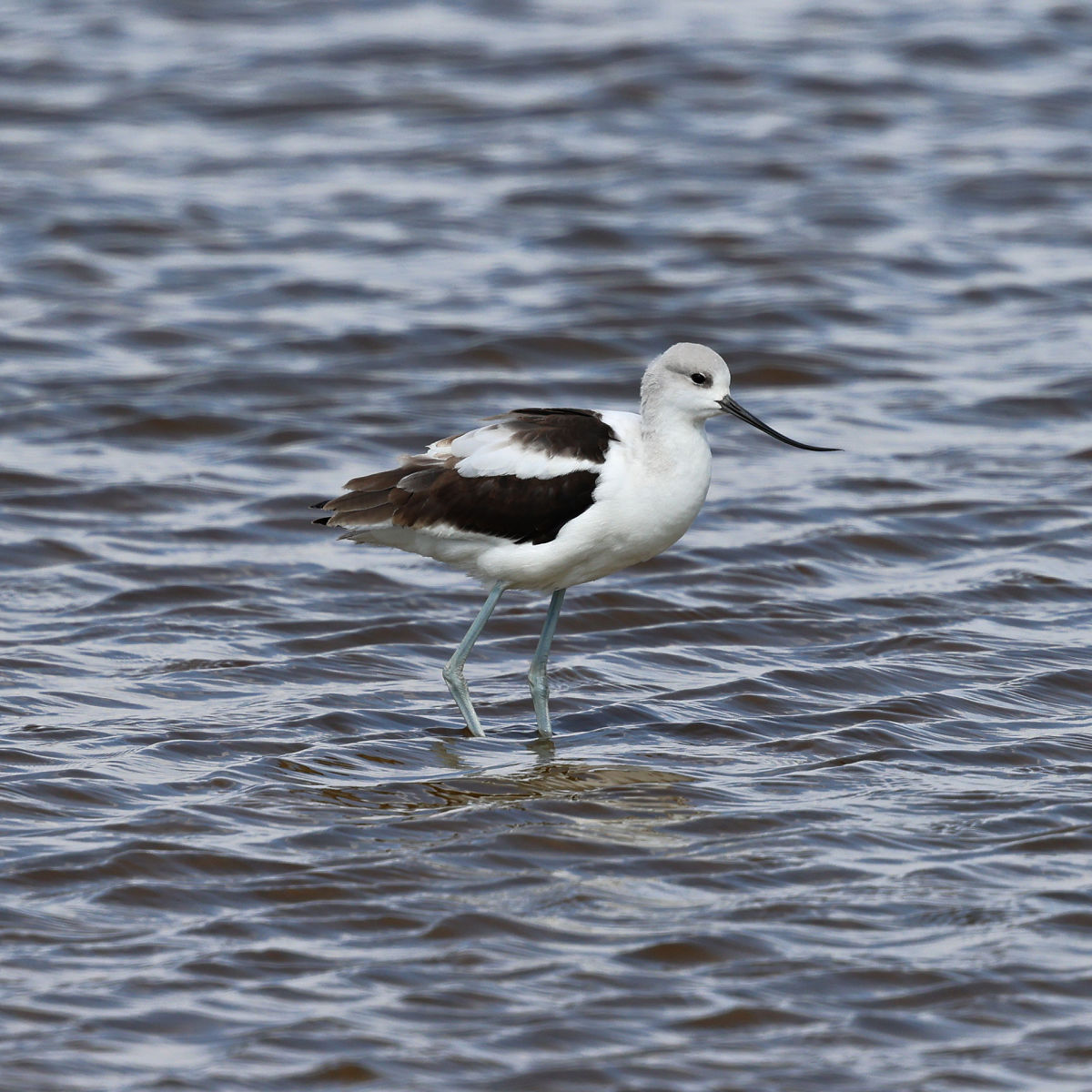 Quivira National Wildlife Refuge: One of America's best birding spots ...