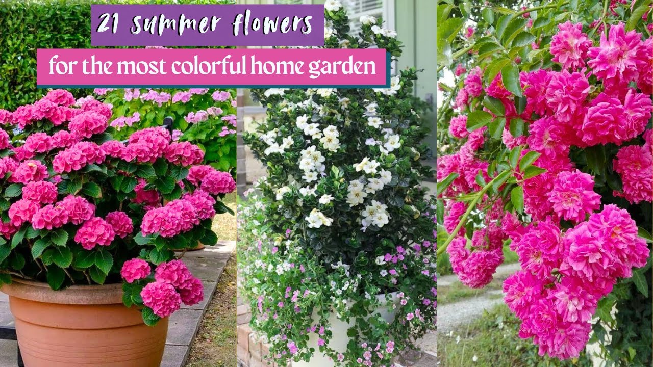 The most colorful summer flowers for your garden