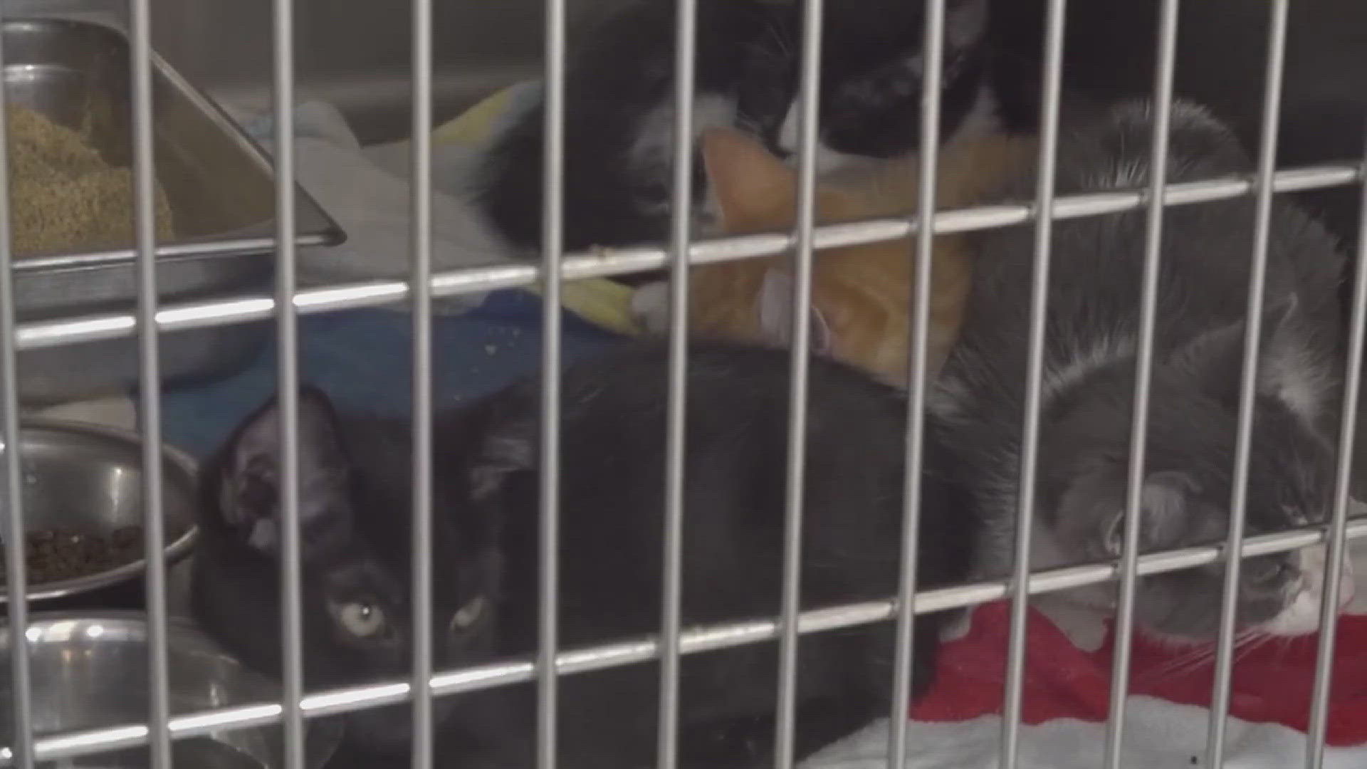 Davenport City Council approves new agreement with Humane Society of ...