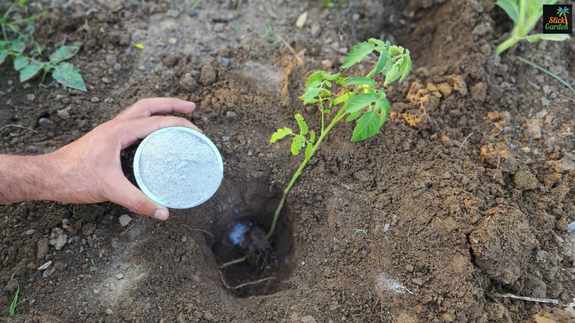 How to plant tomatoes: 2 best methods for a huge harvest