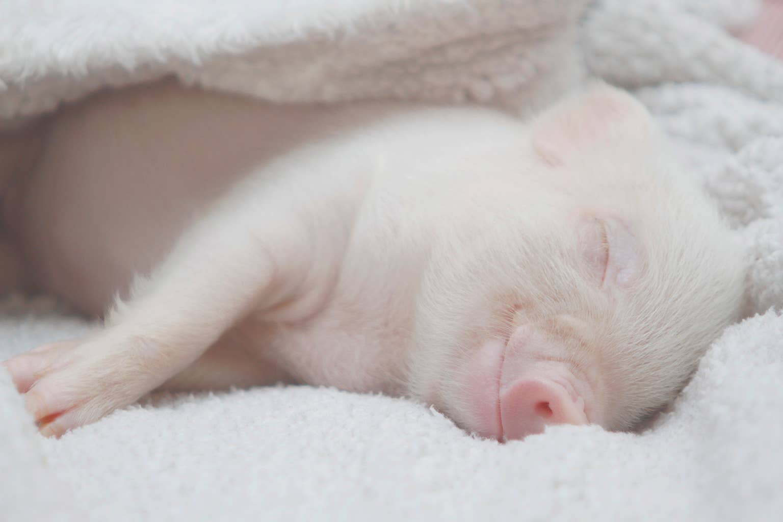 Watch woman cuddle with her adorable pet pig in a cozy blanket video