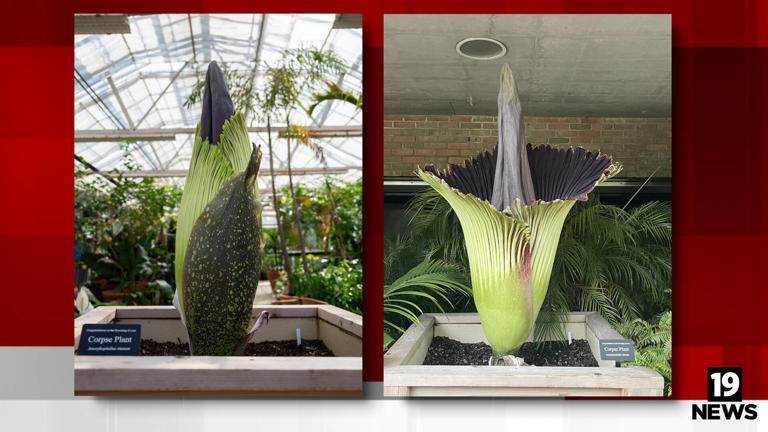Cleveland Metroparks Zoo’s smelly corpse flower is blooming