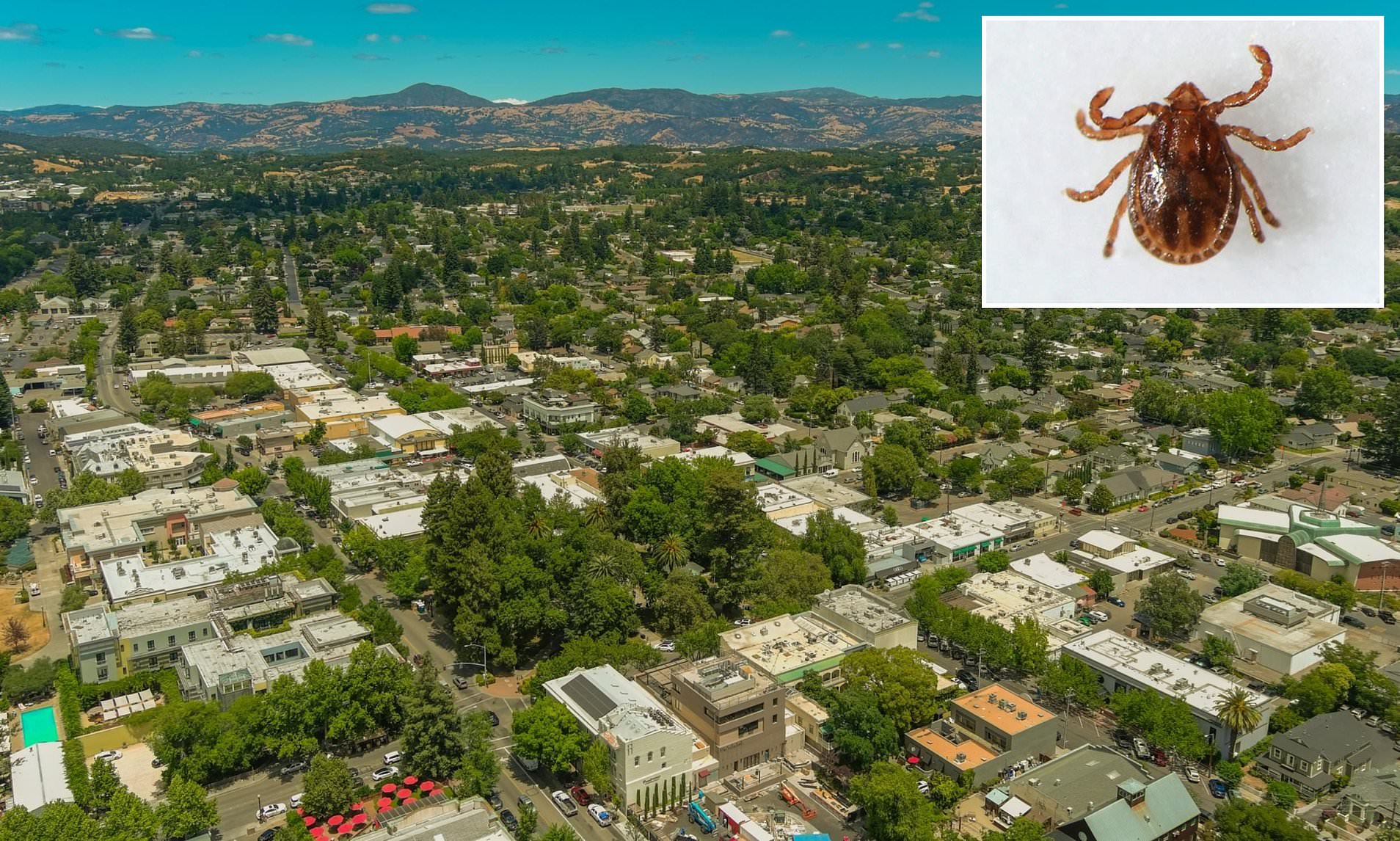 Tick-borne infection resurfaces in celebrity-loved spot... officials ...