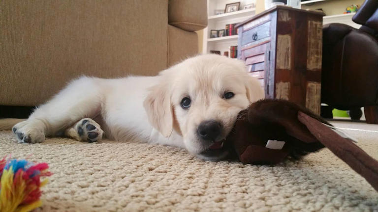 This English cream golden retriever acts exactly like one of the kids ...
