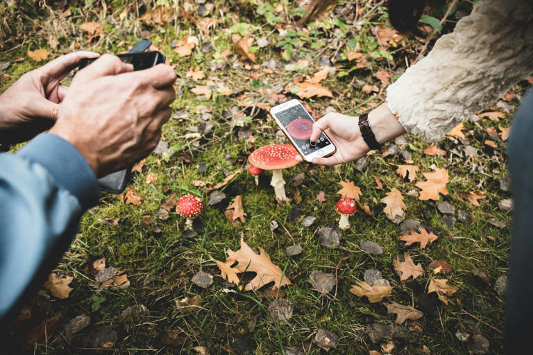 Forschen in der Freizeit: 6 Citizen-Science-Projekte zum Mitmachen