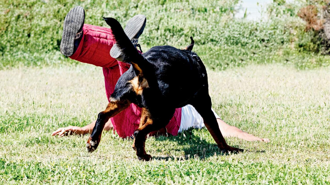 Bandra jogger undergoes surgery after dog attack on Carter Road, FIR filed