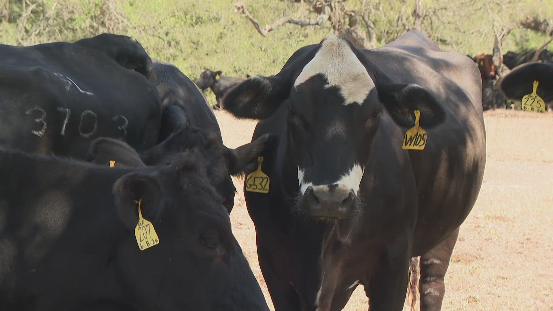 Central Texas ranchers battle screwworm threat