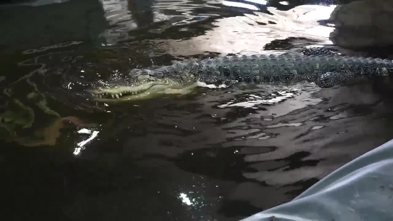 After facing closure, Idaho Reptile Zoo keeps rescuing animals and ...
