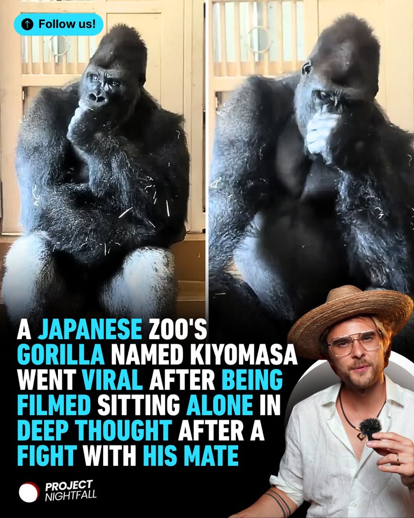 Exiled! Gorilla's heartbreak after mate fight goes viral