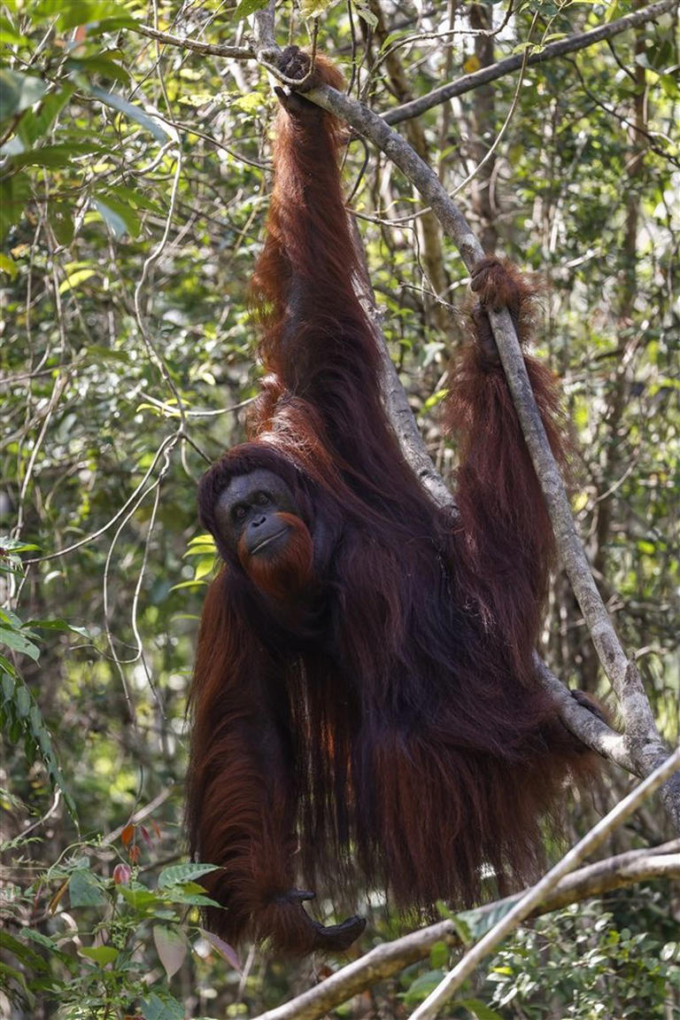 Deadly Indonesia floods wiped out at least 7% of rare orangutan ...