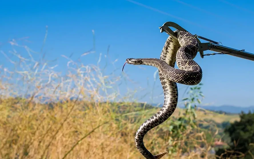Experts warn of hidden rattlesnake habitat signs near homes