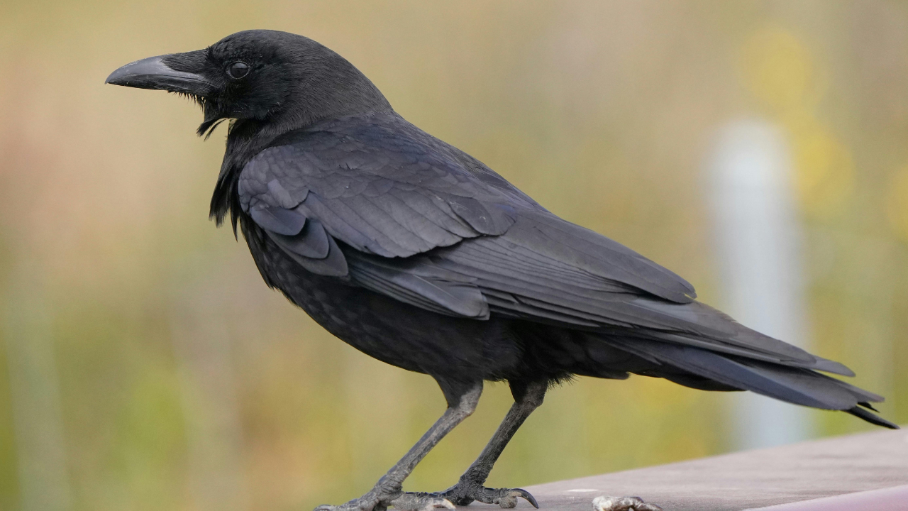 Why crows never forget human faces and why a group of them is called a ...