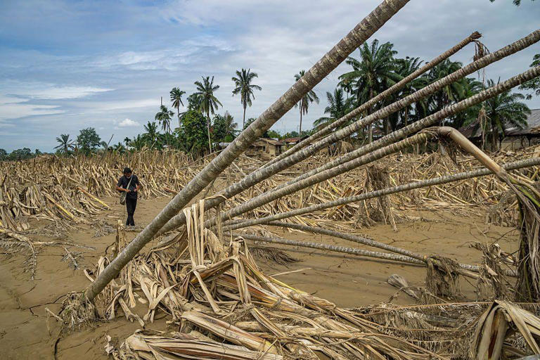 Four days of rain slashed population of world's rarest orangutans ...