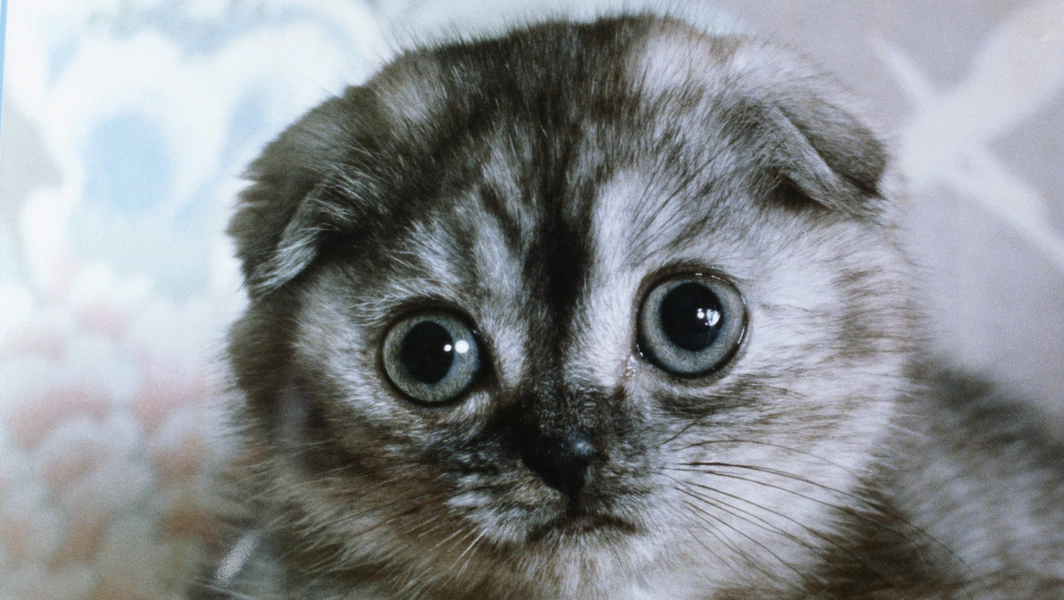 7 celebrities and their famous animal companions