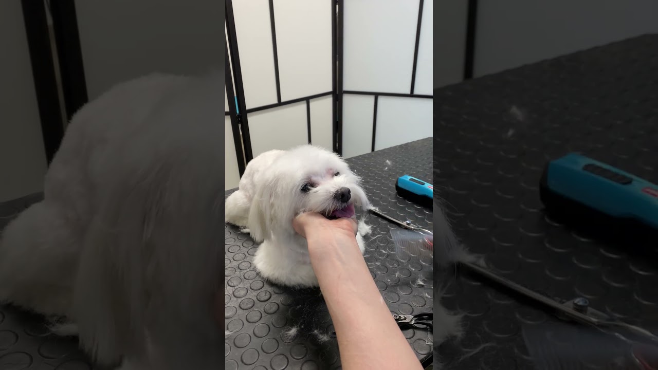 Fluffy Maltese makeover: Watch this shaggy pup’s stunning grooming ...
