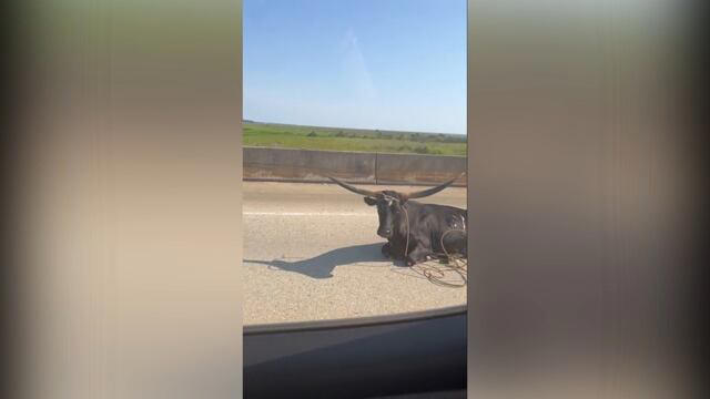 Texas longhorn gets loose on Bayway during rush hour