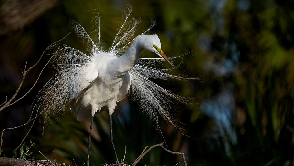 17 fascinating animal behaviors and adaptations