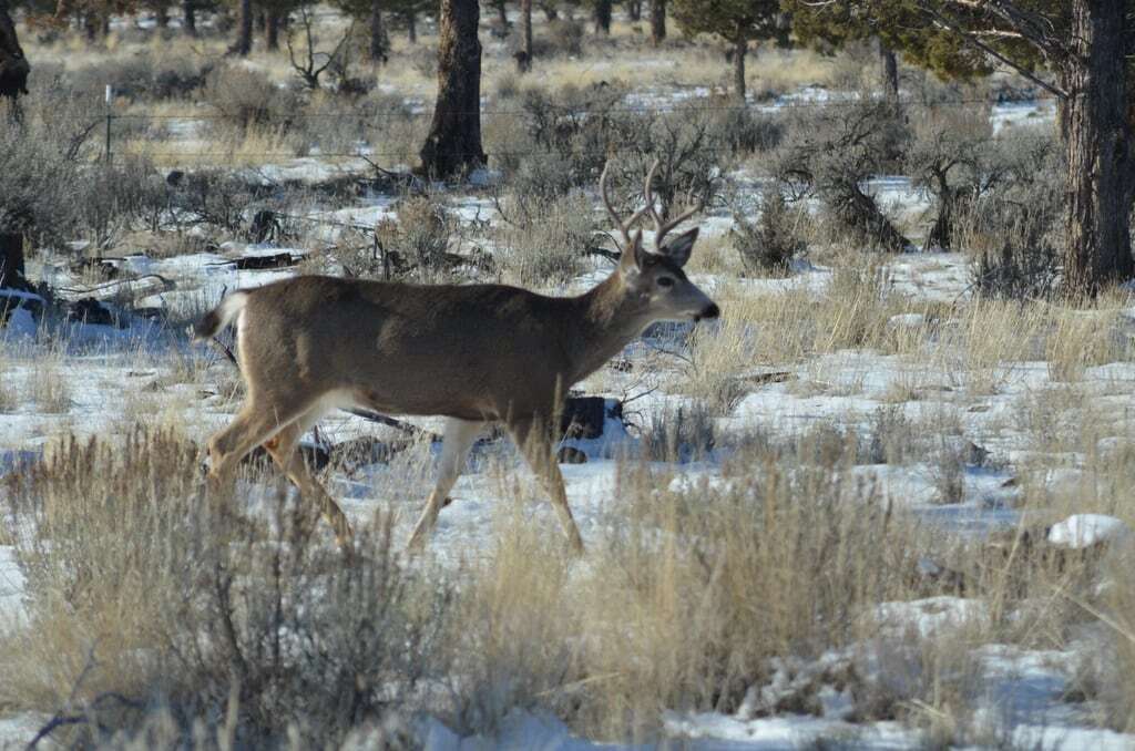 Controversial Oregon ballot initiative to ban hunting, fishing sparks ...