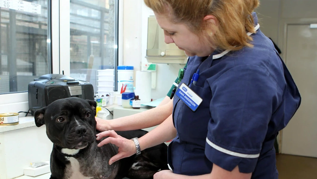 5 common mistakes that harm dogs’ health and behavior