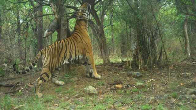 Four poachers caught on census cameras in Amrabad Tiger Reserve
